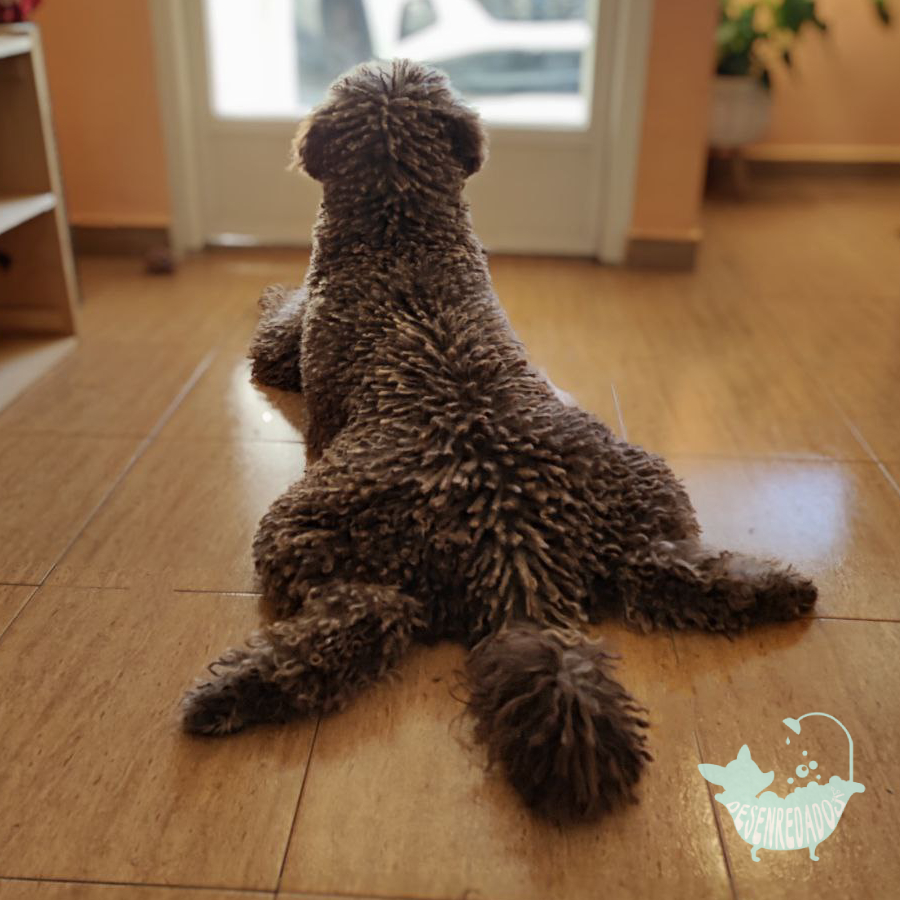 Desenredados - Peluquería Canina